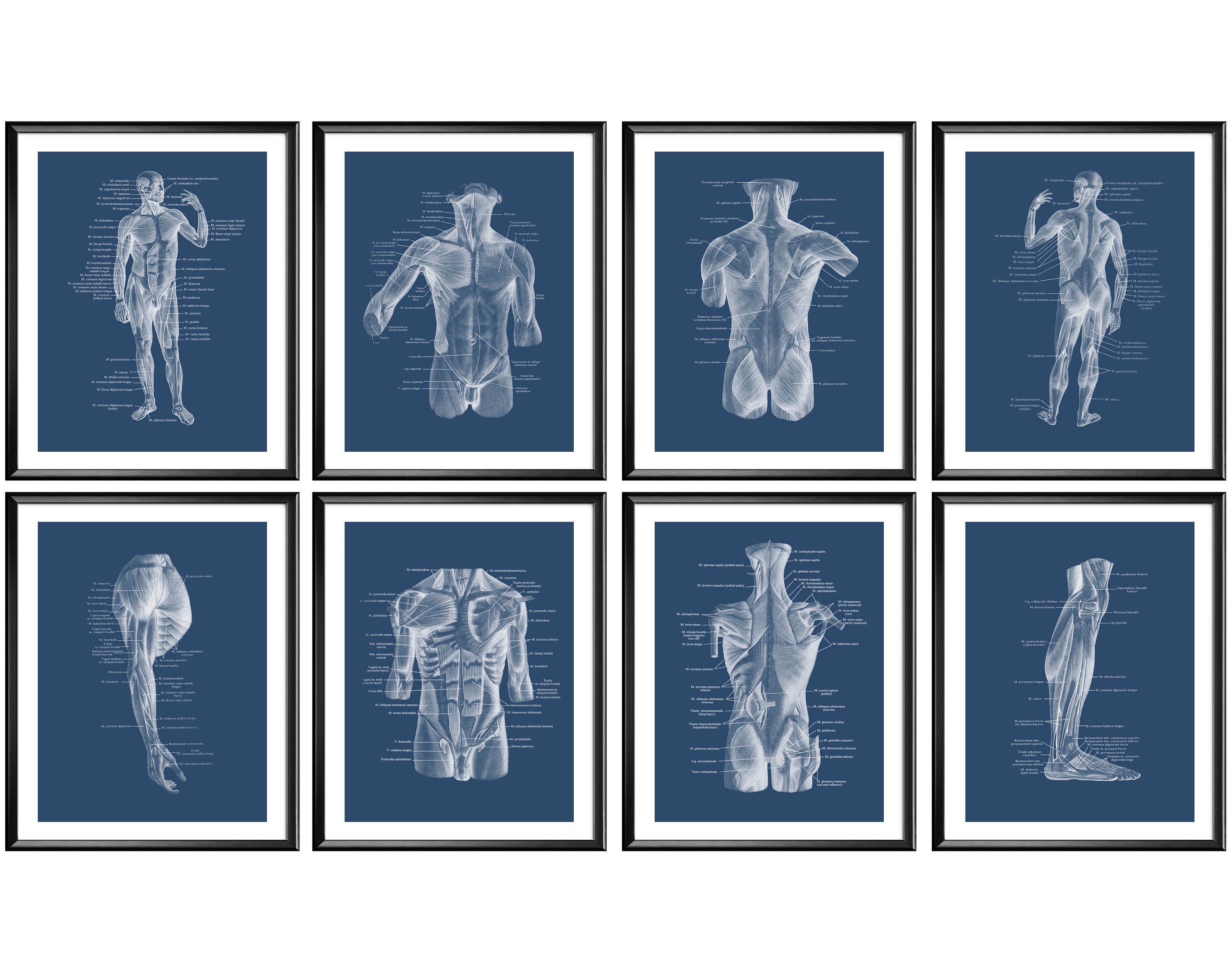 Set 8 Human Anatomy Labeled Posters Muscular System Structure Print ...