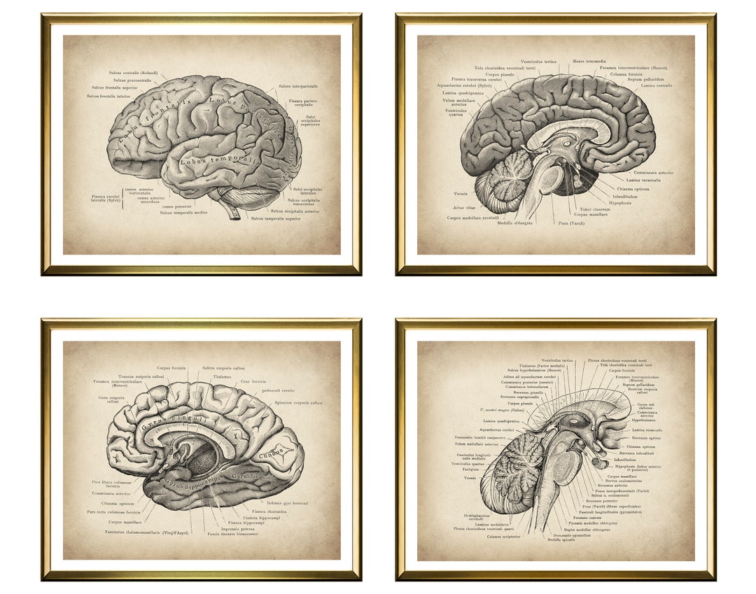 4 Human Brain Structure Posters Brain Anatomy Vintage Medical Artwork ...