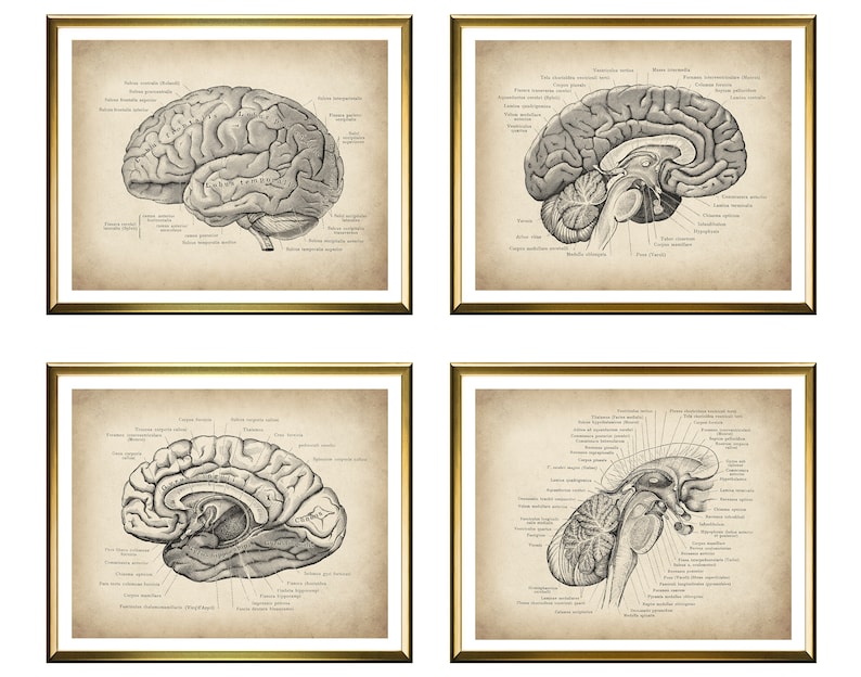 4 Human Brain Structure Posters Brain Anatomy Vintage Medical - Etsy