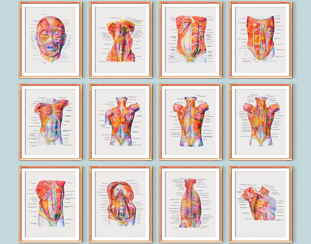 12 Anatomical Posters Watercolor Anatomy Art Muscular System of Torso ...