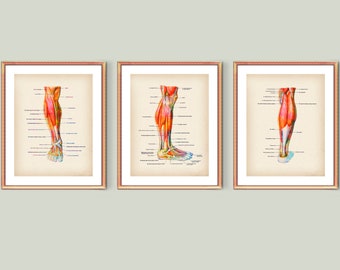 Plantar Foot Muscle Layers Human Anatomy Print | Medical Decoration ...