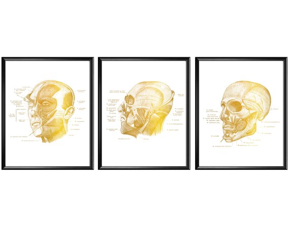Facial Muscles Gold Anatomy Art Anatomical Human Face Poster - Etsy