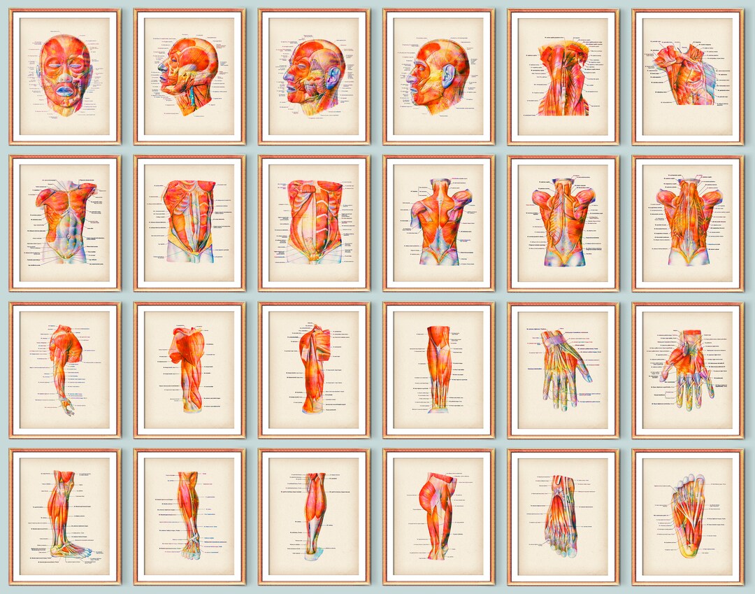 Set 24 Vintage Anatomy Posters Muscular System Print Medical Art ...