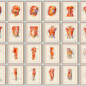 Set 24 Vintage Anatomy Posters Muscular System Print Medical Art ...