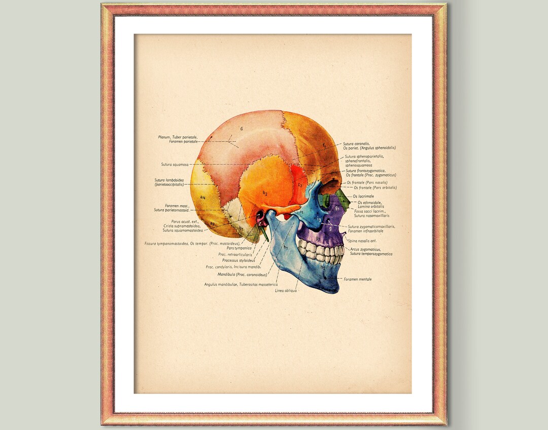 Skull Bones Diagram Anatomy Poster Osteology Art Skeletal Structure ...