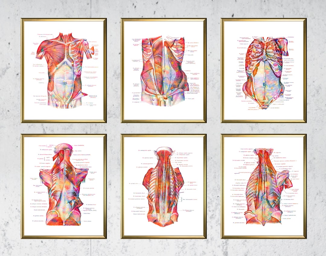 6 Torso Anatomy Prints Medical Art Musculoskeletal System Diagram ...