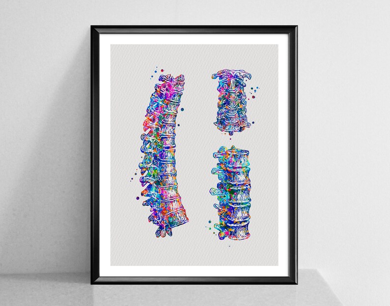 Spine Watercolor Art Vertebral Column Art Medical Poster Spine - Etsy