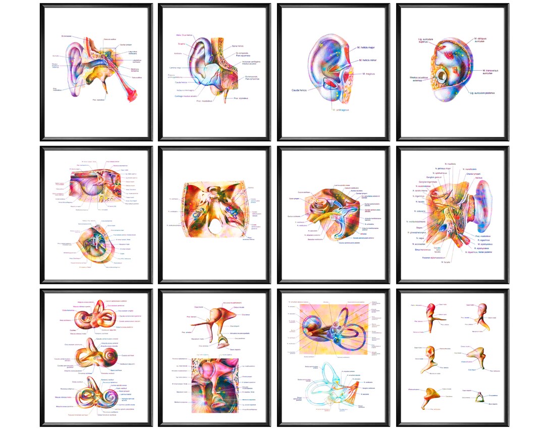Ear Anatomy Poster Set of 12 External Middle Inner Ear Structure ...