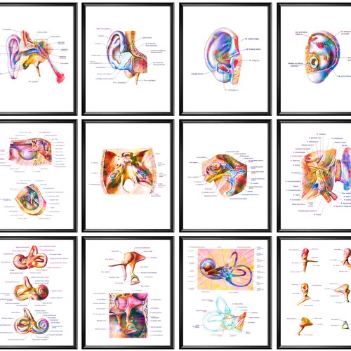 Ear Anatomy Poster Set of 12 External Middle Inner Ear - Etsy