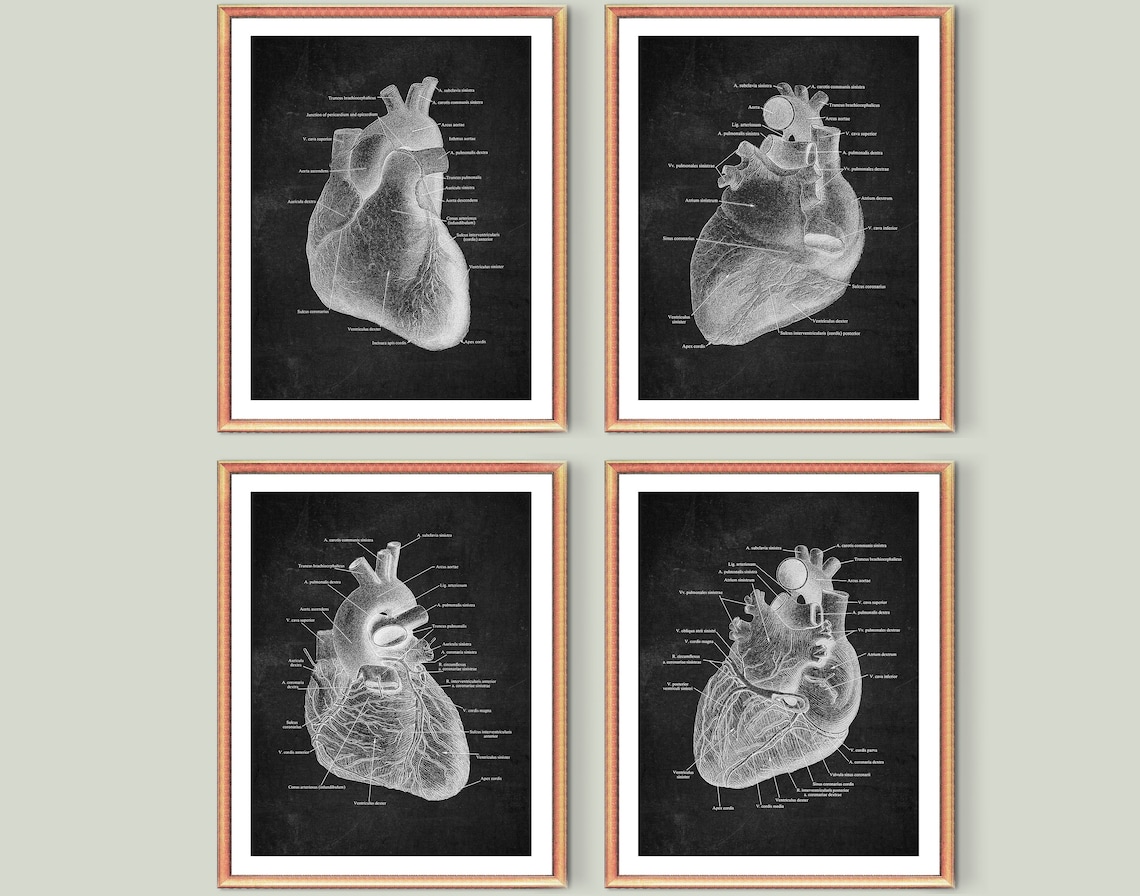 4 Anatomical Heart Chalkboard Posters Medical Art Anatomy Artwork ...