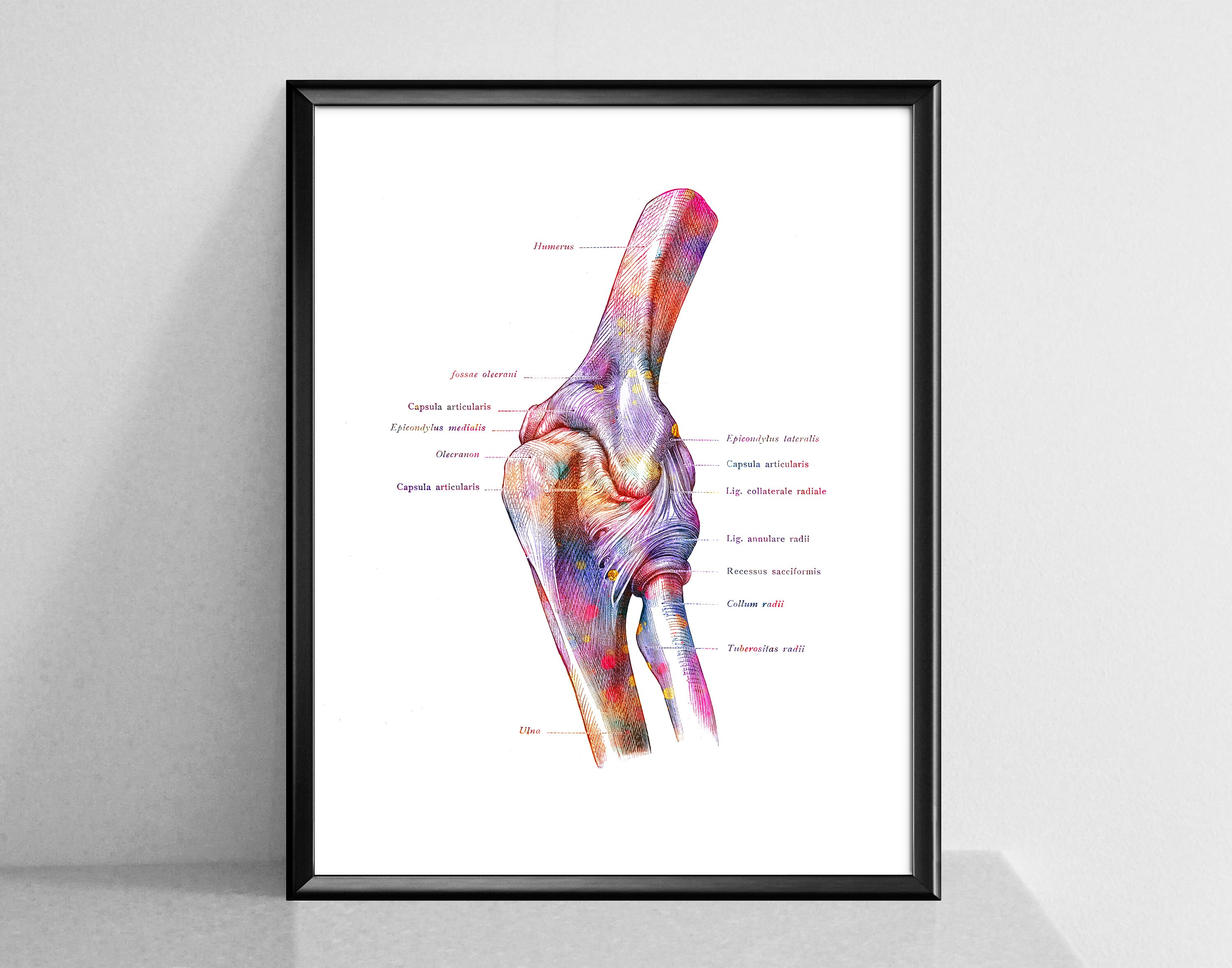 Shoulder Human Anatomy Posters Elbow Joint Prints Scapula Bone | Etsy