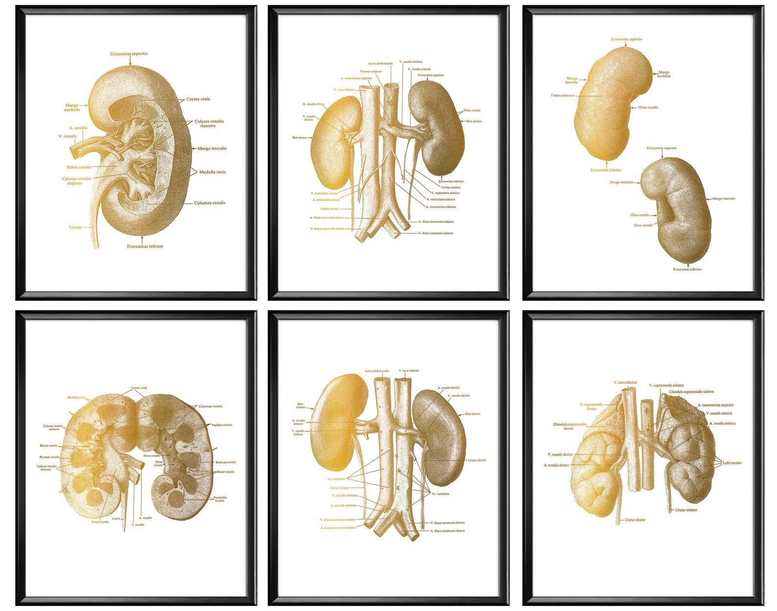 Kidney Anatomy 6 Posters, Gold Anatomy Art, Nephrology Art, Medical ...