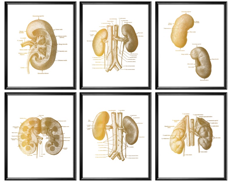Kidney Anatomy 6 Posters, Gold Anatomy Art, Nephrology Art, Medical ...