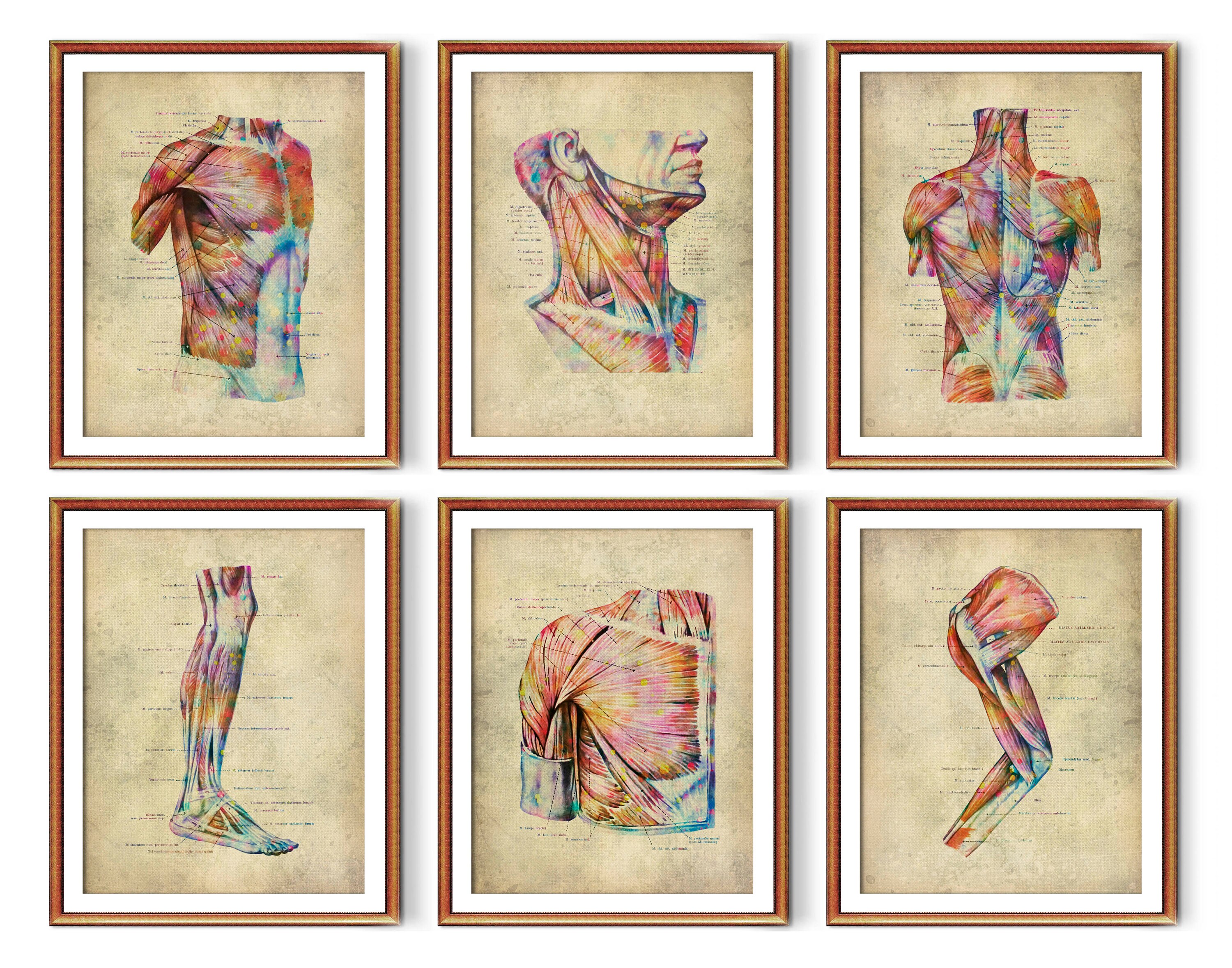 6 Vintage Human Anatomy Posters Muscles Art Medical Art Muscular System Diagram Massage Room ...