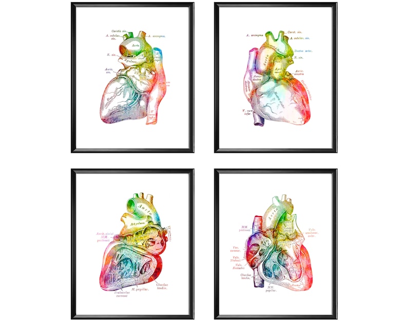 4 Anatomical Heart Poster Anatomy Art Cardiology Art Medical Art Heart ...