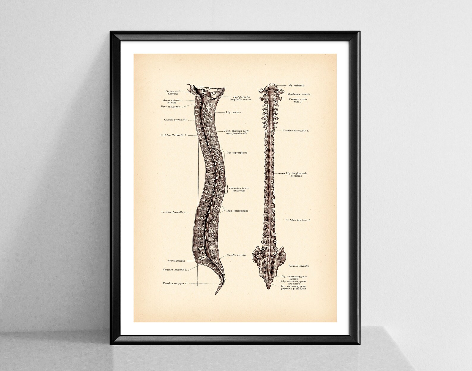 Spinal Anatomy Print Vertebral Column Vertebral Structure | Etsy