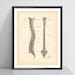 Spinal Anatomy Print Vertebral Column Vertebral Structure - Etsy