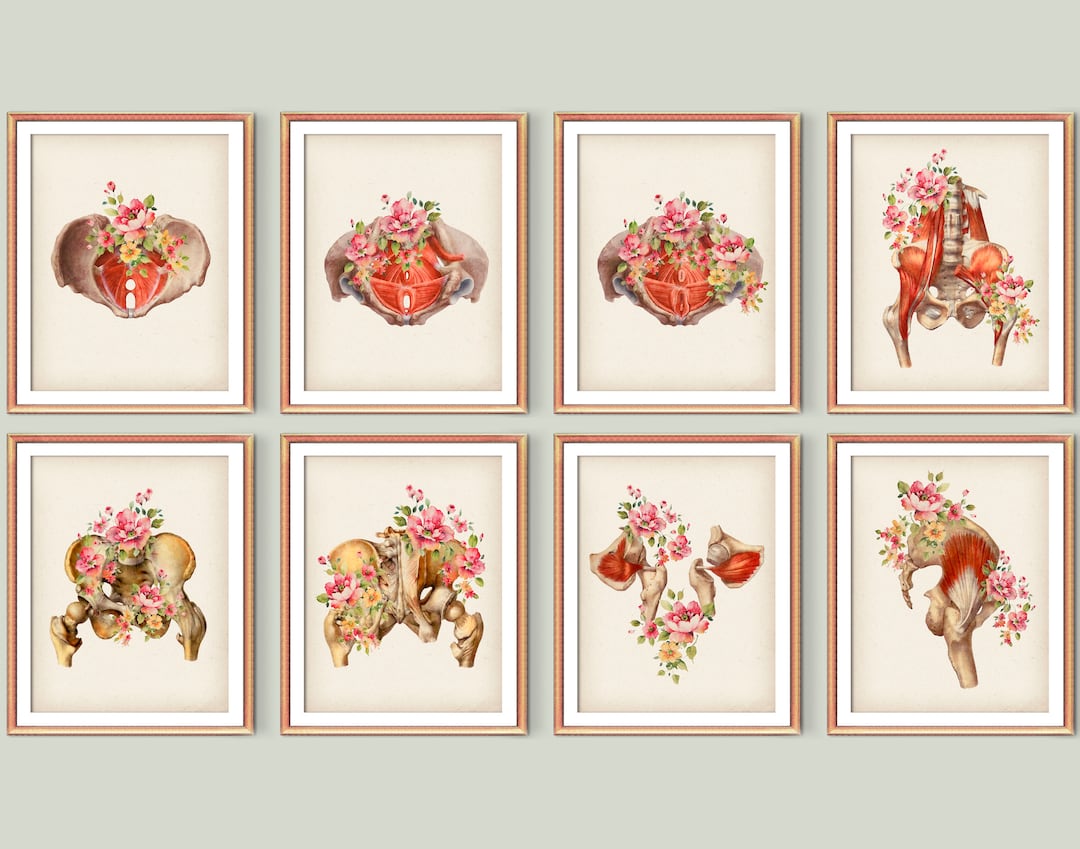 8 Vintage Anatomy Art, Pelvic Floor Muscles, Medical Decor ...