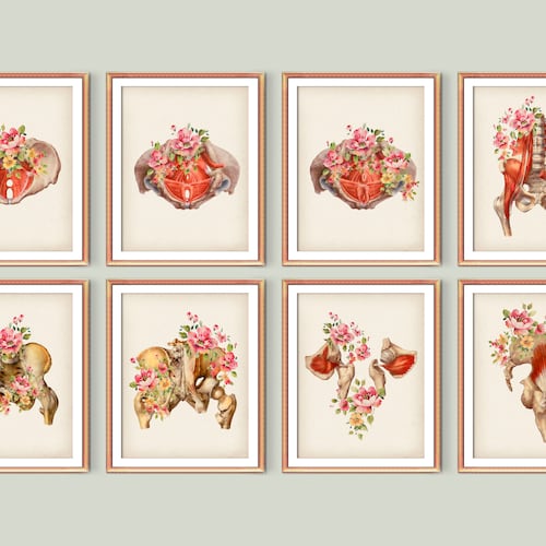 8 Vintage Anatomy Art Pelvic Floor Muscles Medical Decor - Etsy