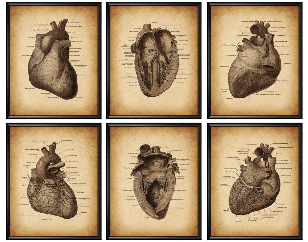 6 Vintage Cardiology Art Posters Human Heart Anatomy Education Antique ...