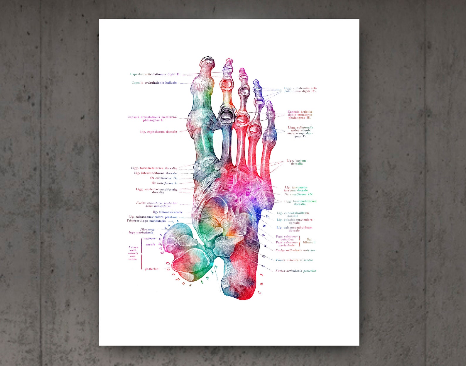 Foot Bones Anatomy Print Set of 6 Podiatry Art Medical Poster - Etsy