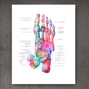 Foot Bones Anatomy Print Set of 6 Podiatry Art Medical Poster ...