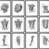 12 Human Body Anatomy Posters Muscular System Diagram Medical Art Major ...
