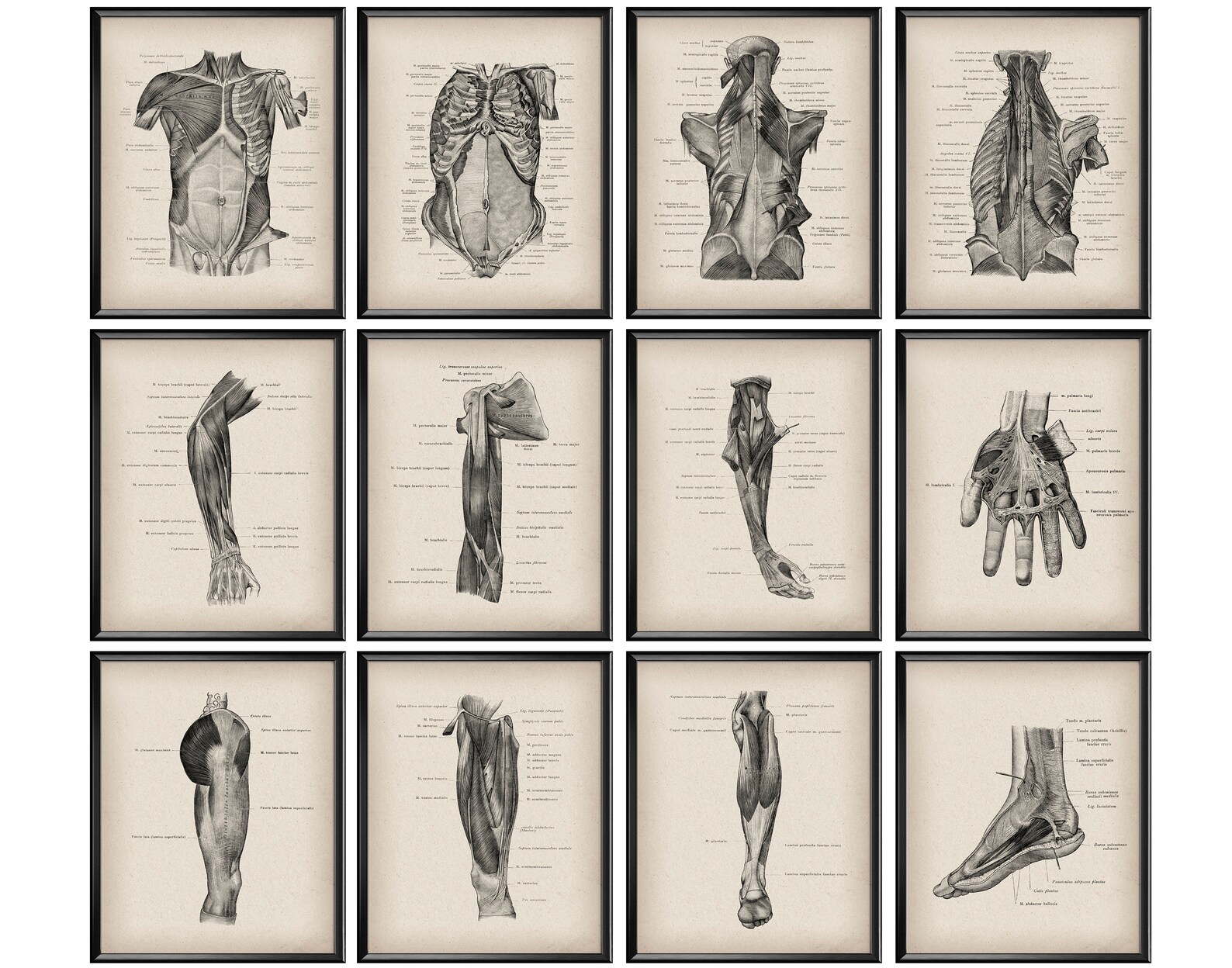 12 Anatomical Human Body Posters Vintage Anatomy Art Muscular - Etsy