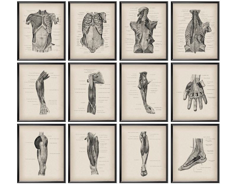 12 Anatomical Human Body Posters Vintage Anatomy Art Muscular - Etsy