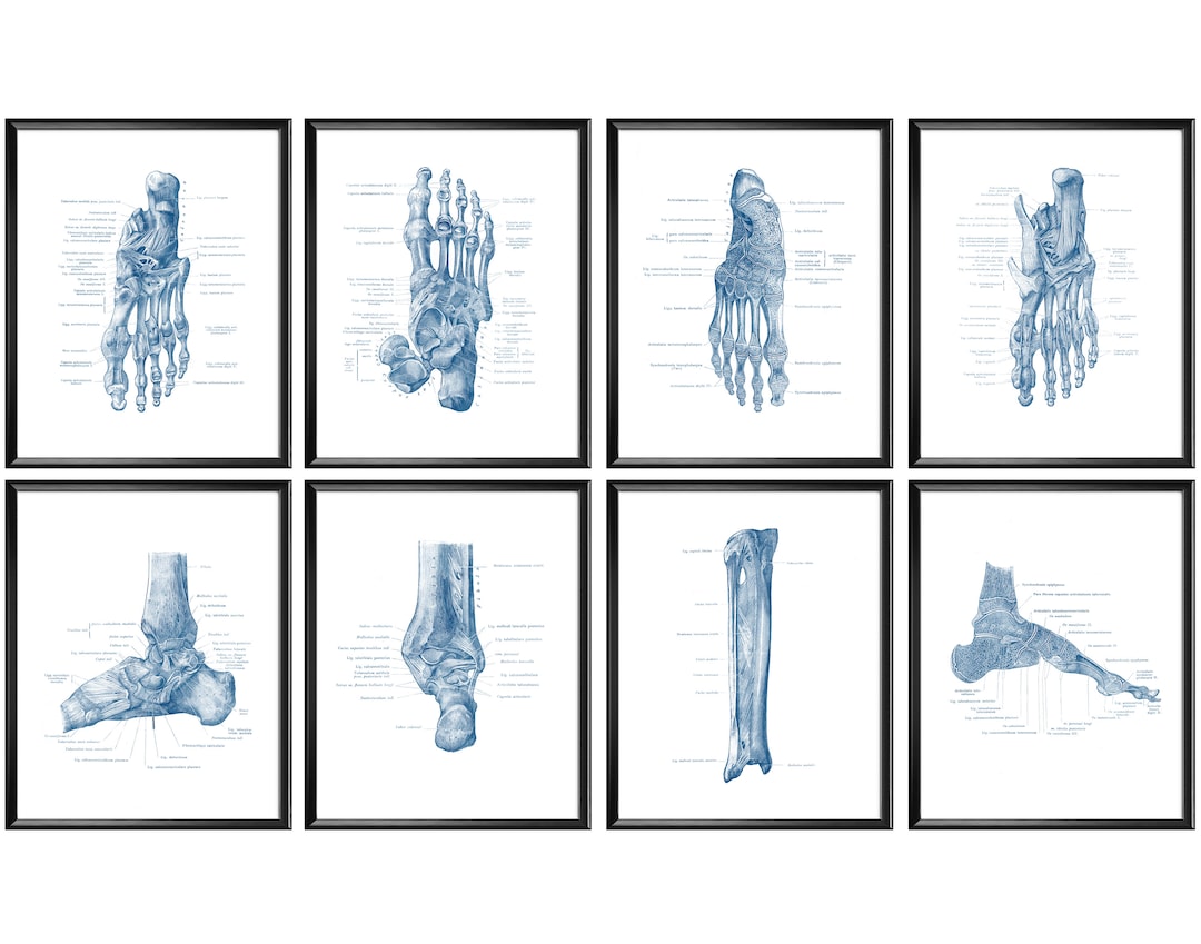 Anatomy of the Foot and Ankle Poster Set 8, Foot Bones Diagram ...