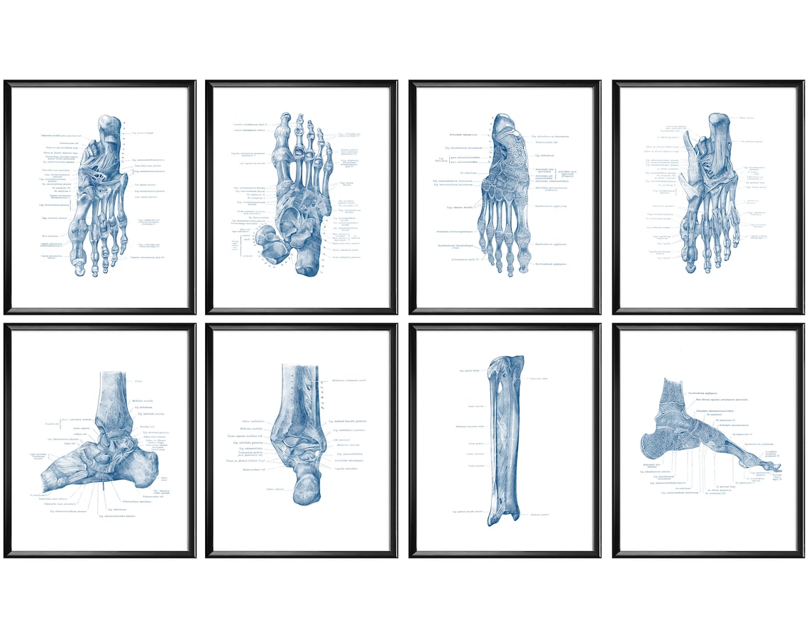 Anatomy of the Foot and Ankle Poster Set 8 Foot Bones - Etsy