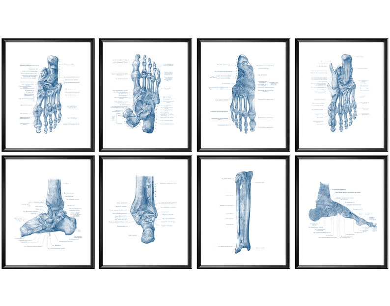 Anatomy of the Foot and Ankle Poster Set 8, Foot Bones Diagram ...