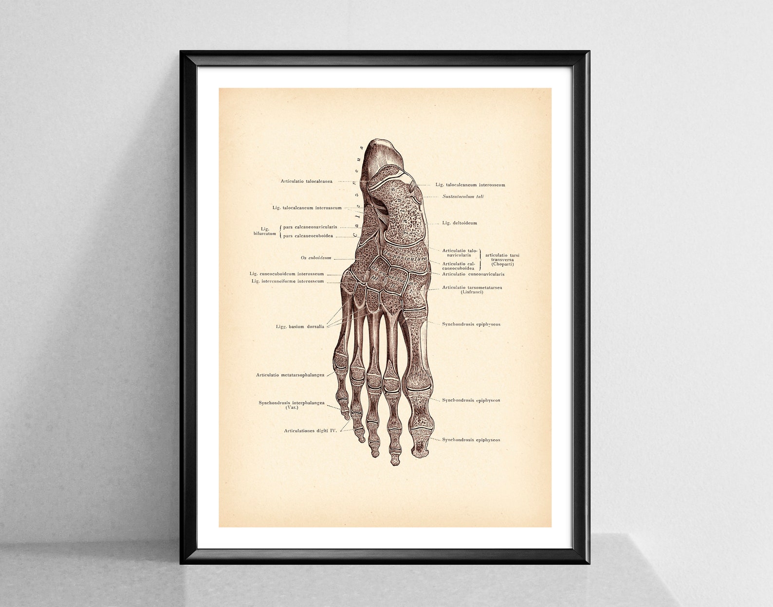Anatomical Human Foot Posters, Vintage Anatomy Art, Podiatry Art ...