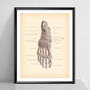 Anatomical Human Foot Posters, Vintage Anatomy Art, Podiatry Art ...