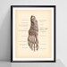 Anatomical Human Foot Posters, Vintage Anatomy Art, Podiatry Art ...