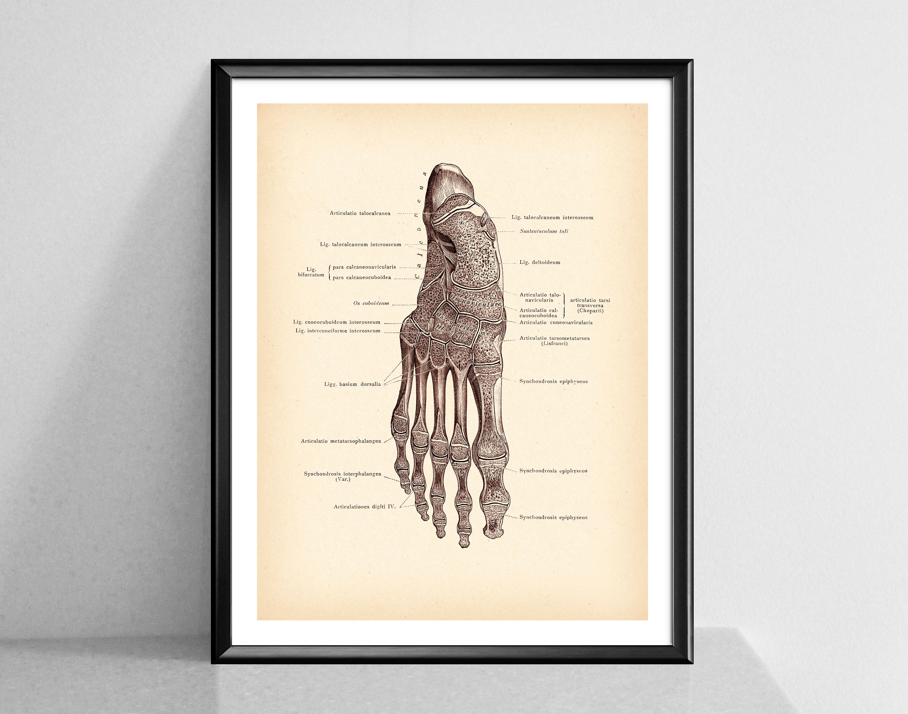 Anatomical Human Foot Posters Vintage Anatomy Art Podiatry - Etsy