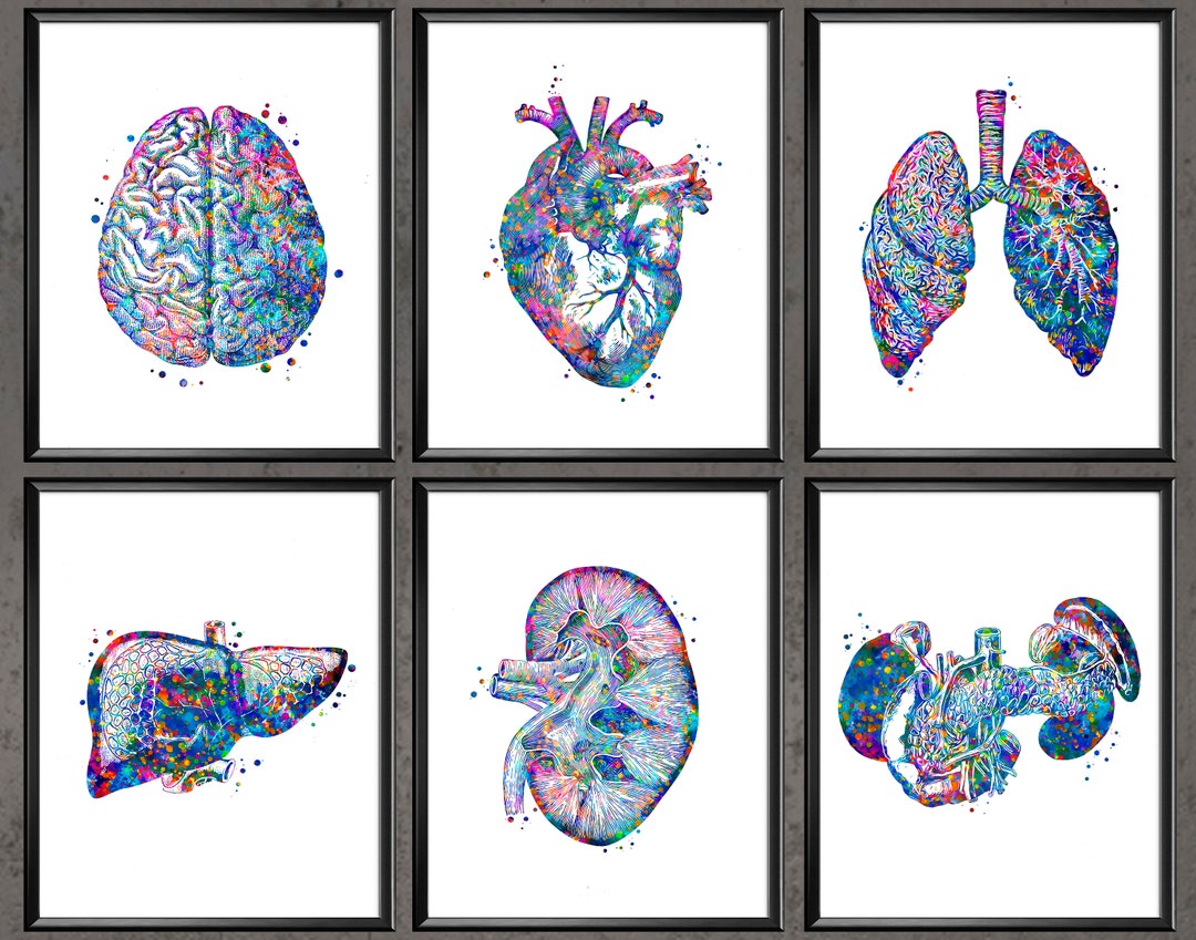 Anatomy Posters Medical Art Anatomical Heart Brain Lungs Liver Kidney ...