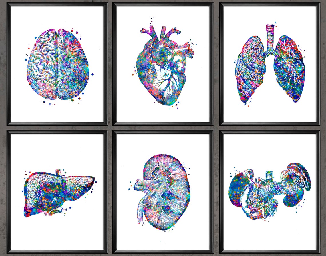 Anatomy Posters Medical Art Anatomical Heart Brain Lungs Liver - Etsy