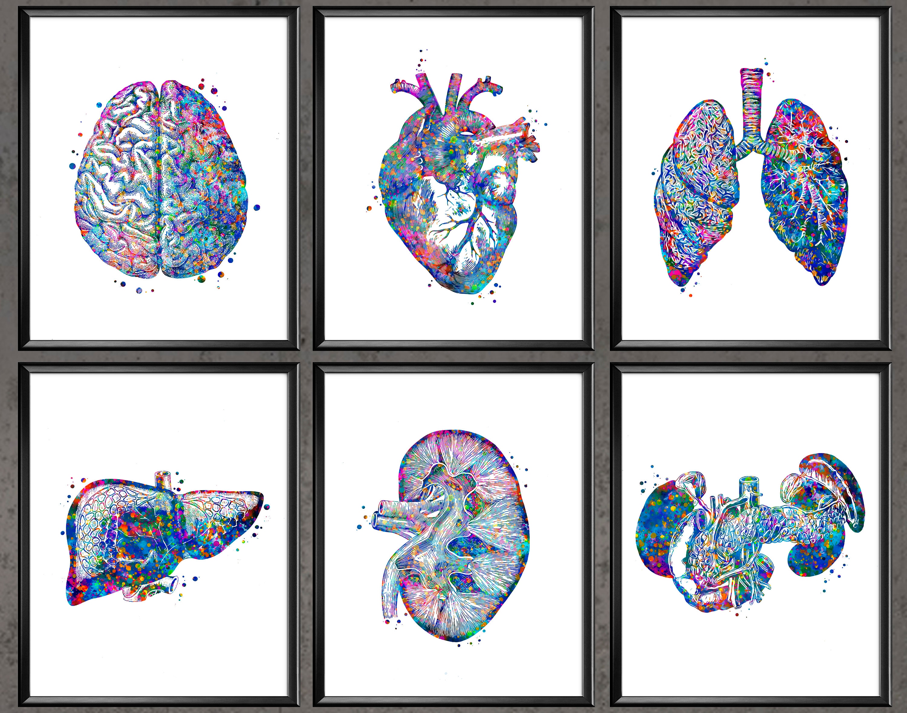 Anatomy Posters Medical Art Anatomical Heart Brain Lungs Liver - Etsy