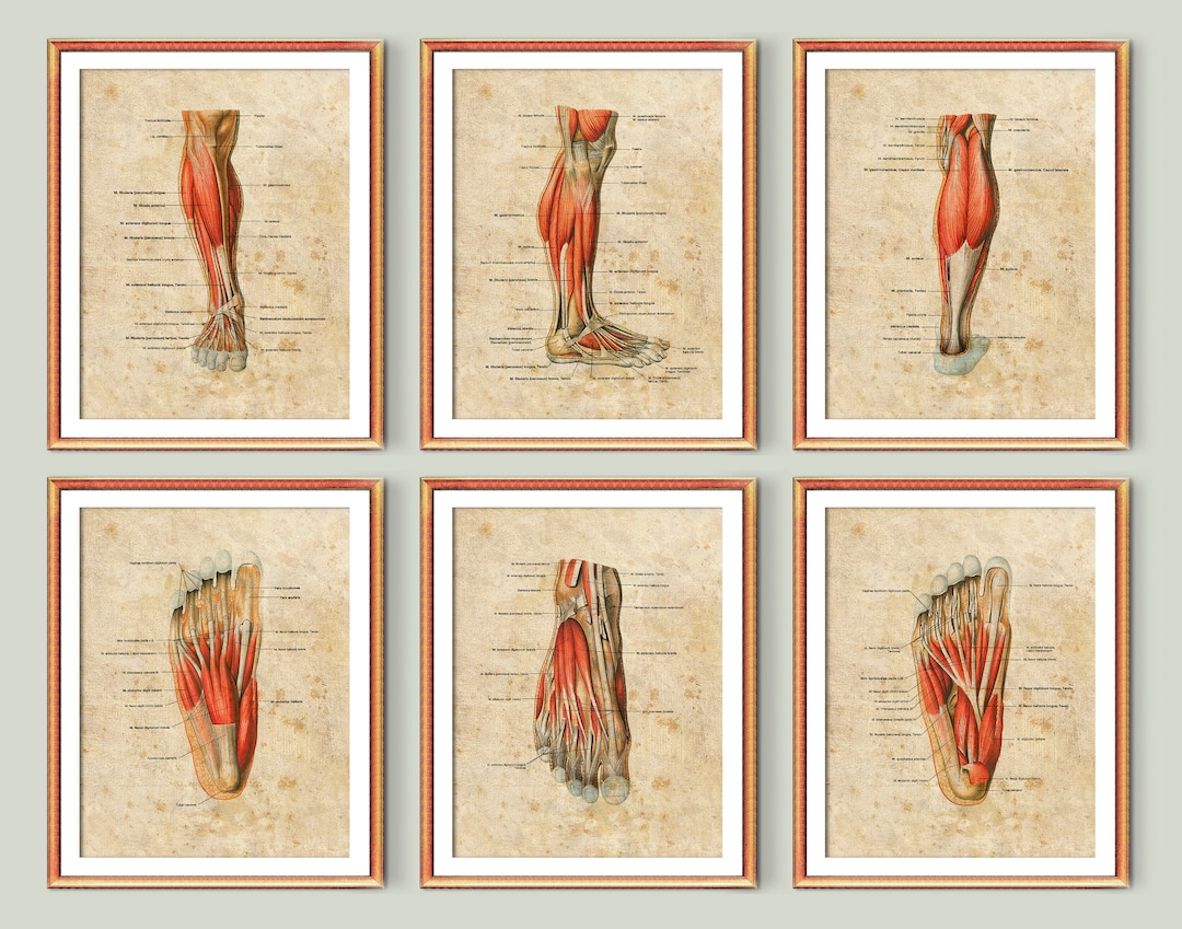 Foot Muscle Anatomy Poster Set of 6 Podiatry Vintage Art Medical Poster ...