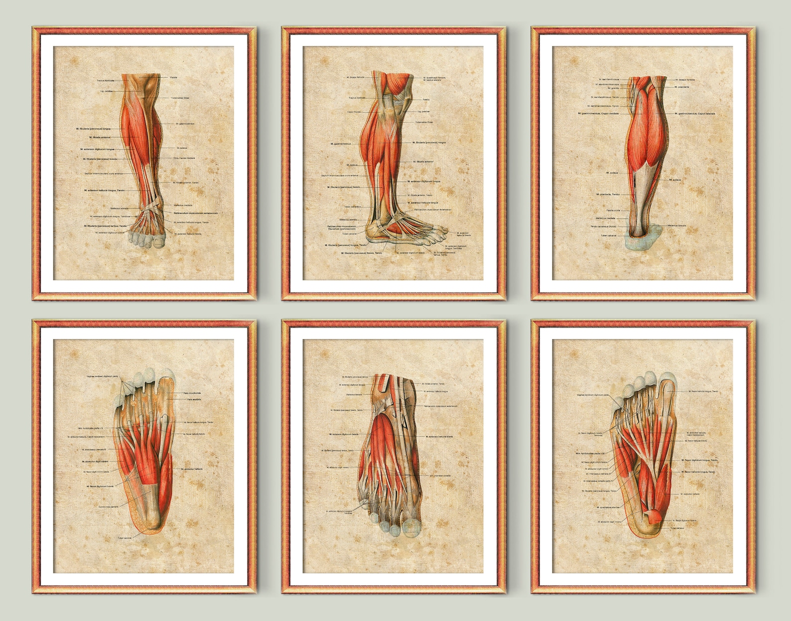 Foot Muscle Anatomy Poster Set of 6 Podiatry Vintage Art - Etsy