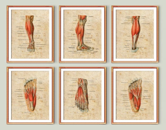 Foot Muscle Anatomy Poster Set of 6 Podiatry Vintage Art - Etsy