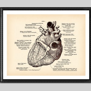 Human Anatomical Heart Vintage Poster Medical Art Antique Anatomy Art ...