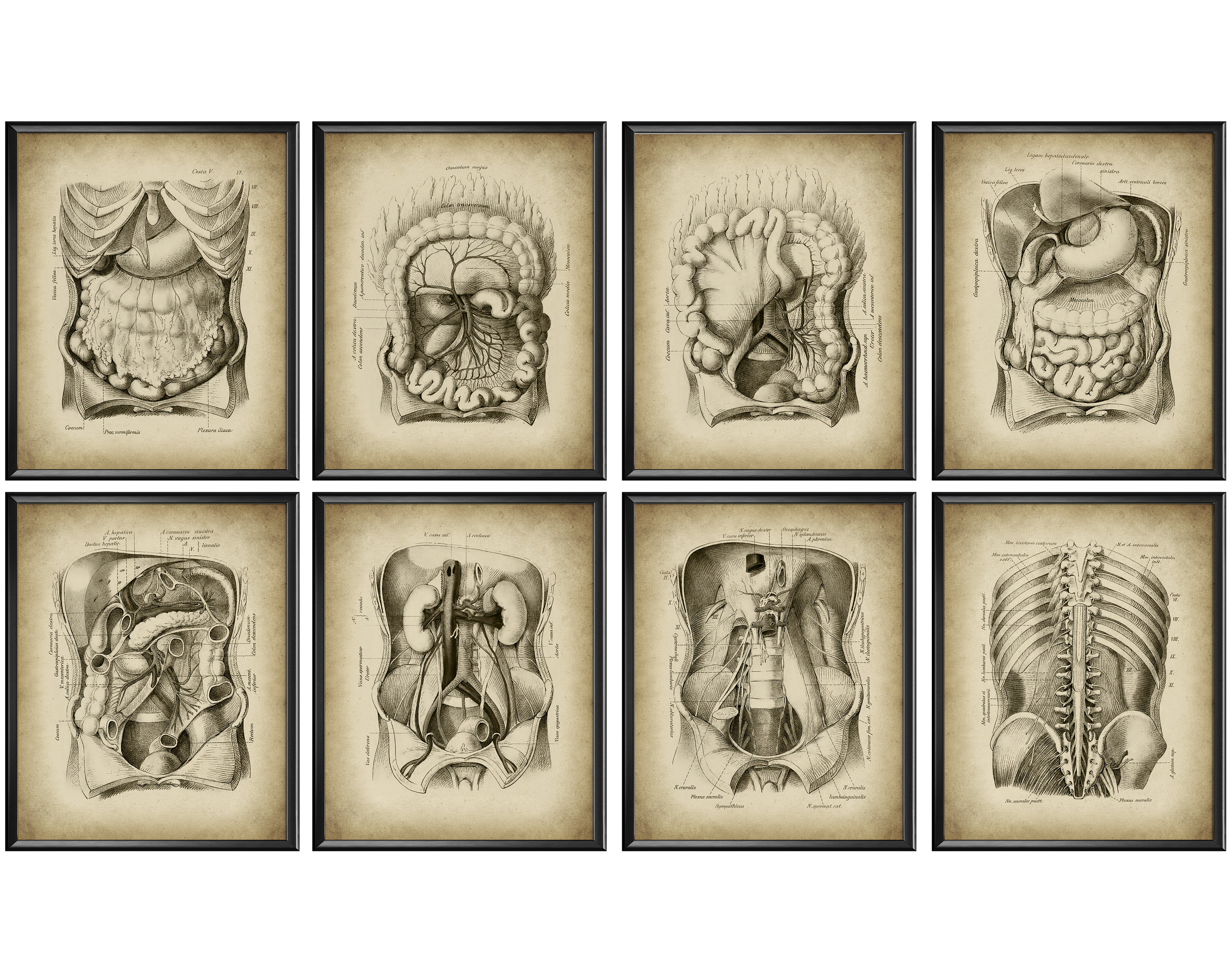 8 Vintage Abdomen and Pelvis Anatomy Posters Abdominal Area - Etsy