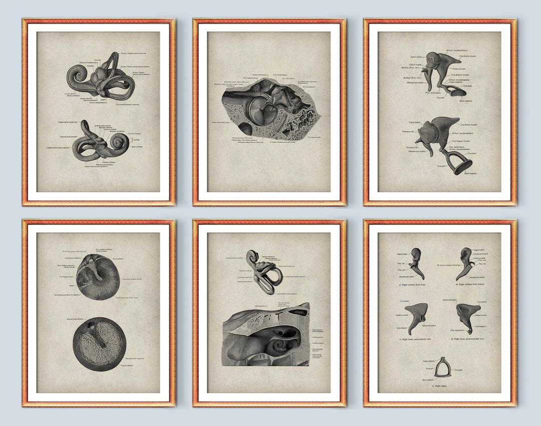 Human Ear Anatomy Art Posters Inner Ear Structure Ear Bony Labyrinth ...