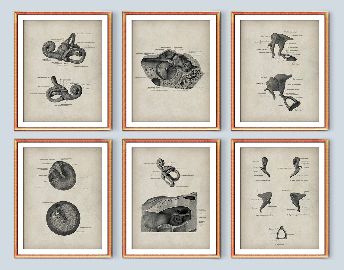 Human Ear Anatomy Art Posters Inner Ear Structure Ear Bony - Etsy