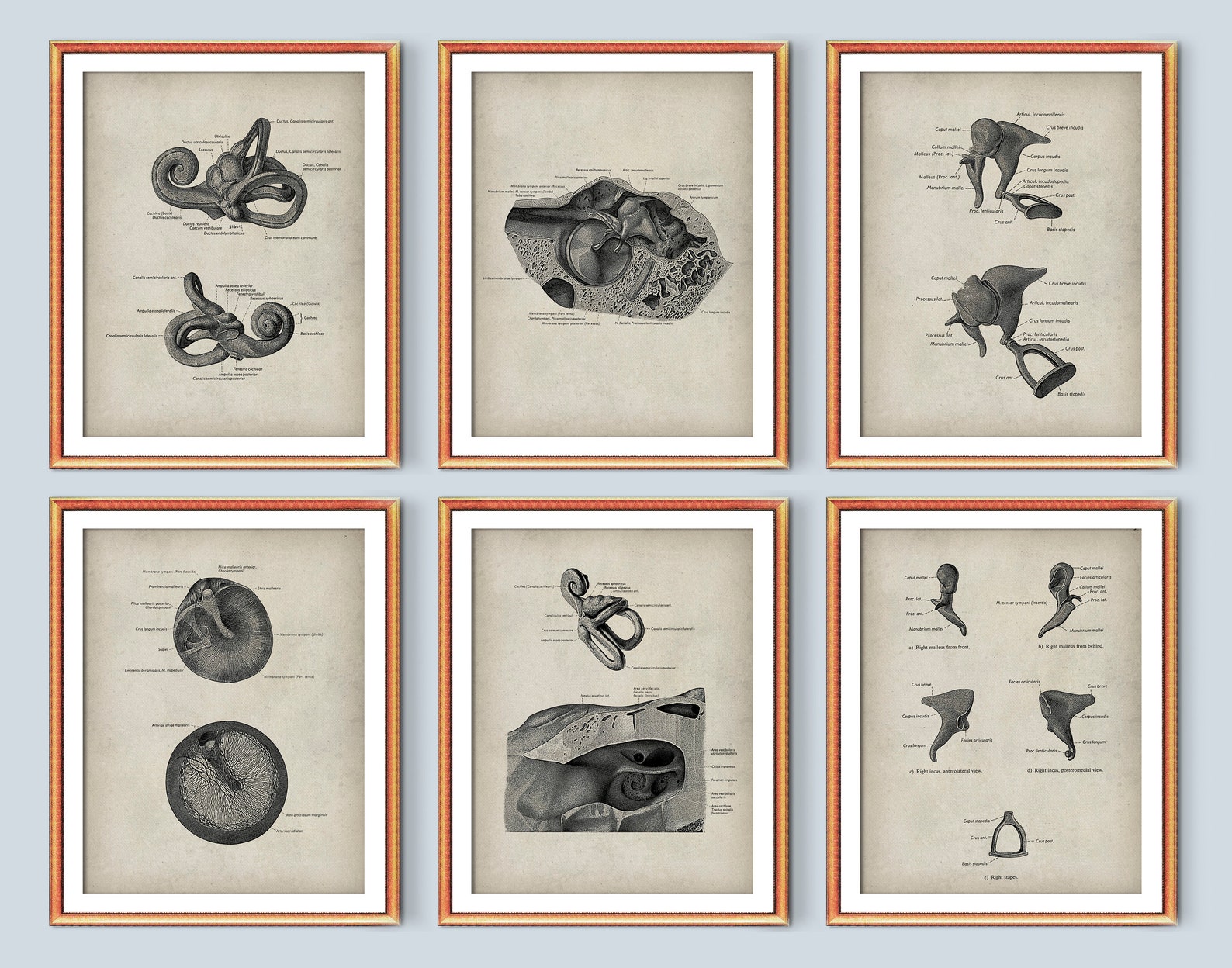 Human Ear Anatomy Art Posters Inner Ear Structure Ear Bony - Etsy