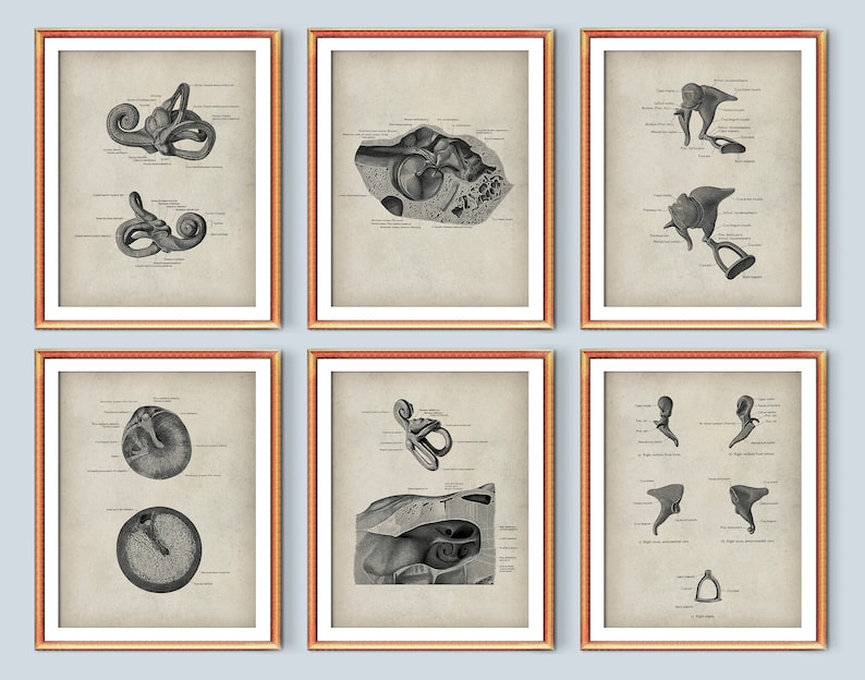 Human Ear Anatomy Art Posters Inner Ear Structure Ear Bony - Etsy