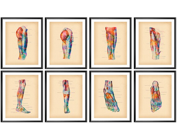 8 Human Foot Muscle Posters Watercolor Anatomy Art Podiatrist - Etsy