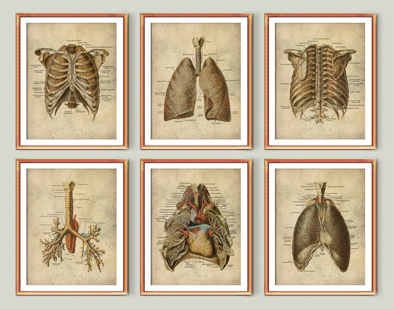 Human Anatomy Respiratory System Vintage Art Posters Anatomical Lungs ...